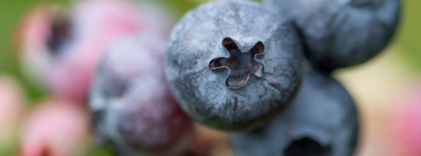 Pépinière bio, Spécialiste des petits fruits - Ribanjou